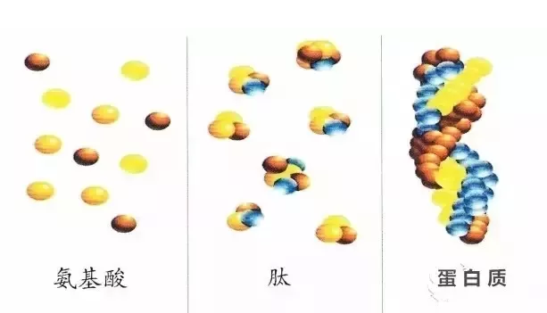 News - From the plant protein enzymatic hydrolysis —— Small peptide ...